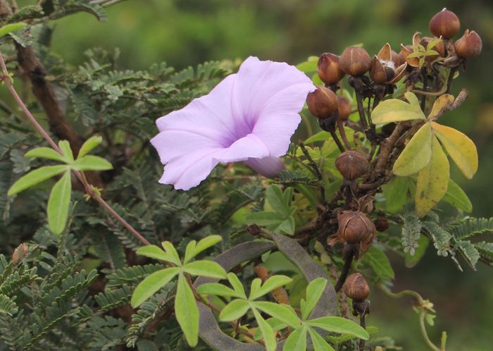 Ipomoea cairica var. cairica | PlantZAfrica